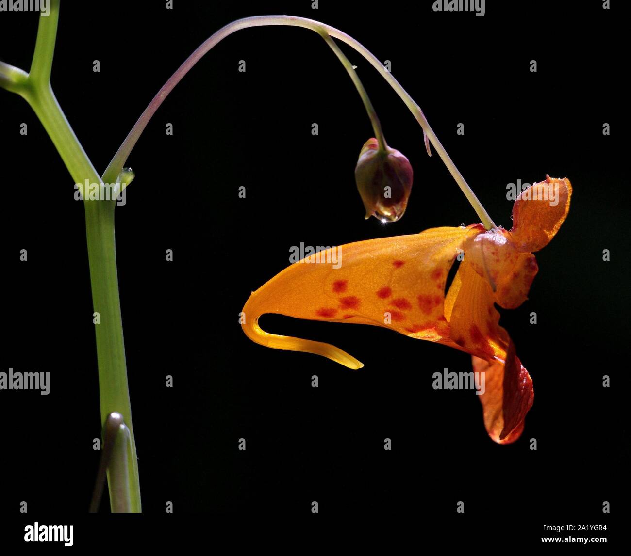 Touch-me-not orange backlit flower close up against black background ...