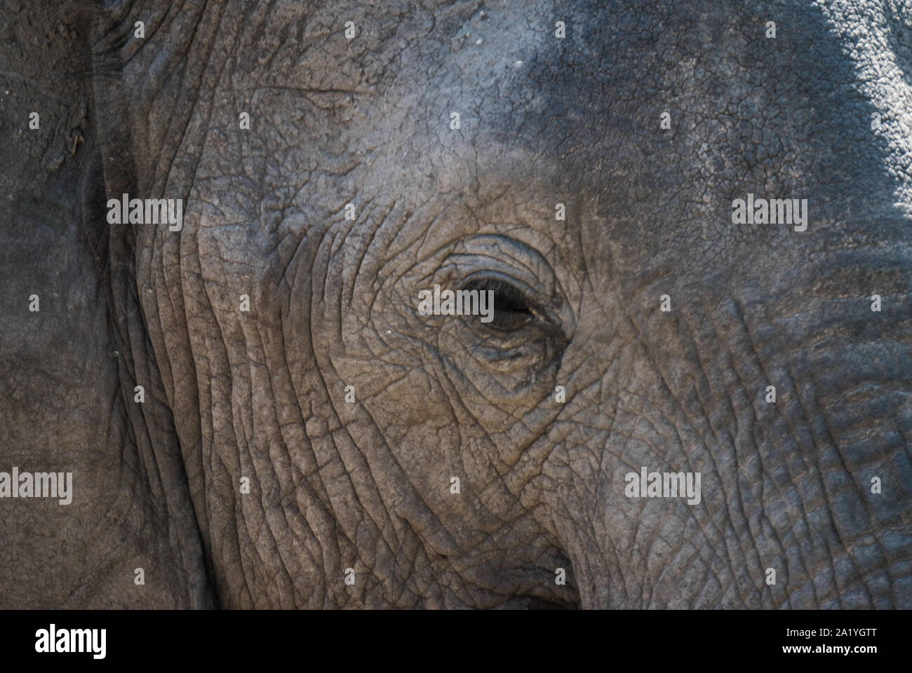 Skin folds hi-res stock photography and images - Alamy