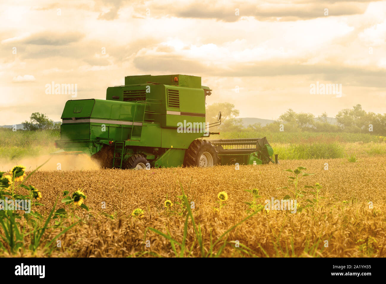 Combine harvester in action on wheat field. Harvesting is the process ...