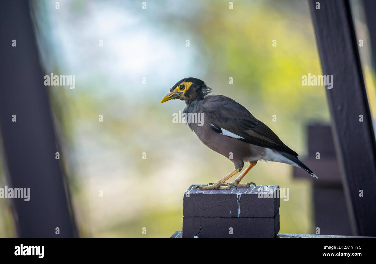 Myna standing hi-res stock photography and images - Alamy