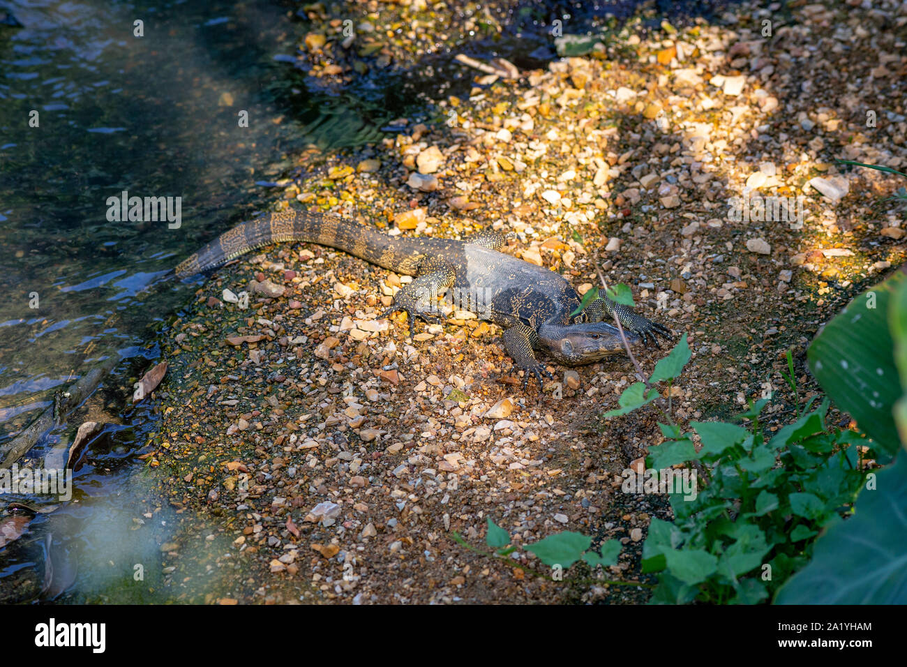 Asian water monitor (Varanus salvator Stock Photo - Alamy