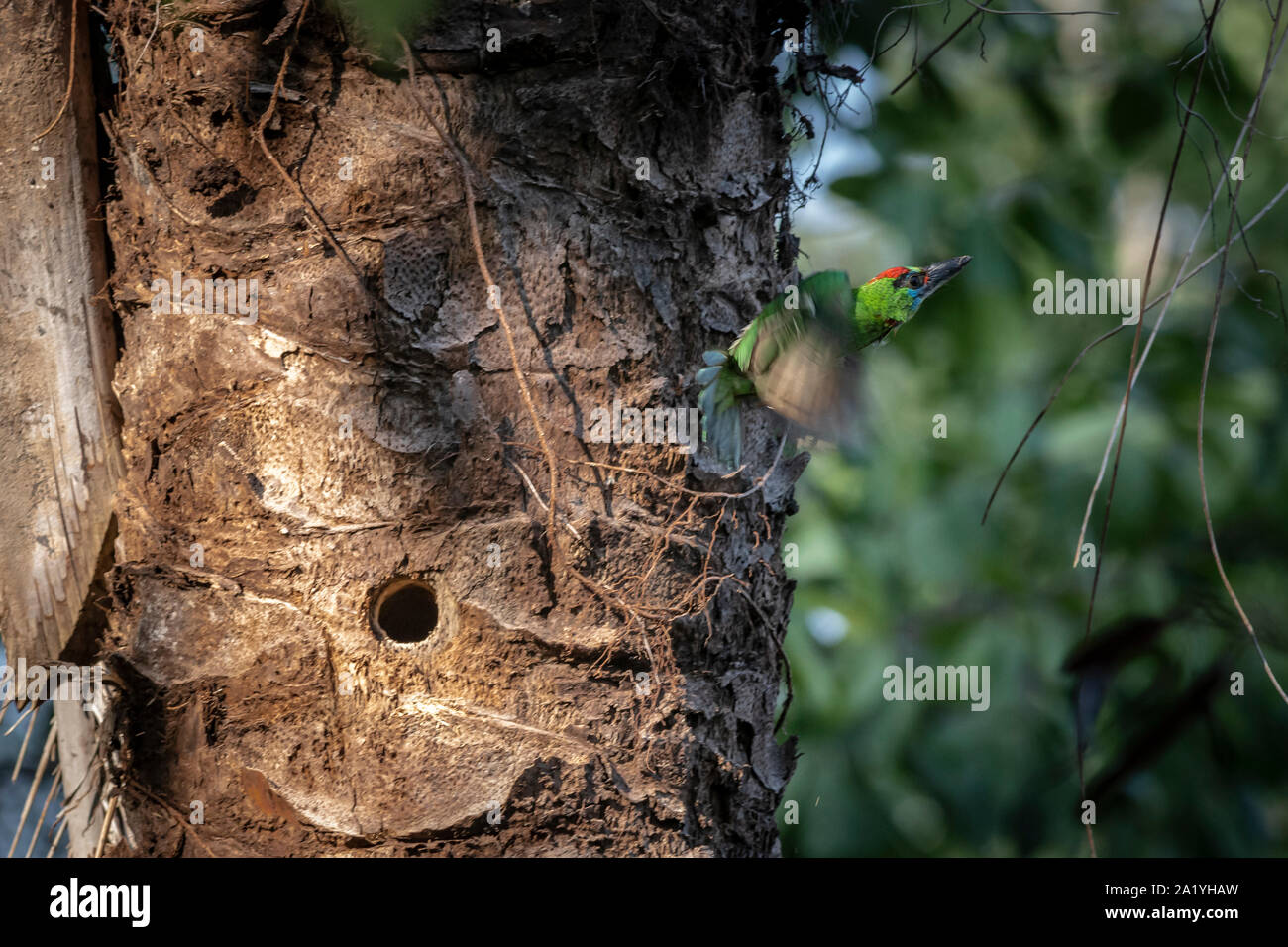 Red-throated Barbet (Megalaima mystacophanos Stock Photo - Alamy