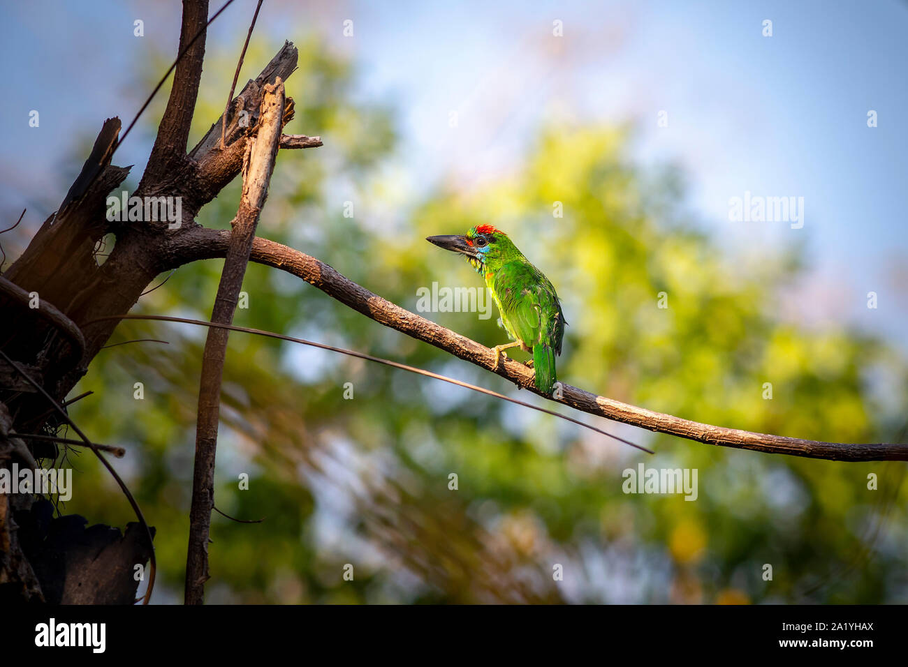 Red-throated Barbet (Megalaima mystacophanos Stock Photo - Alamy