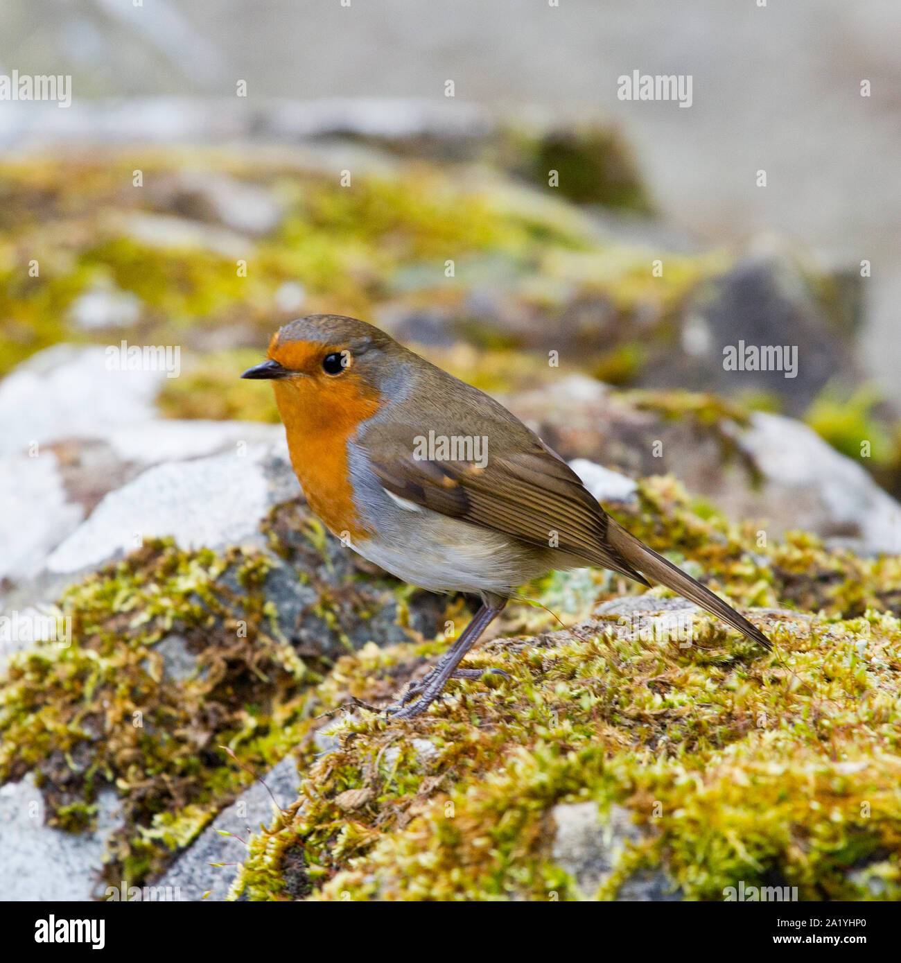 European Robin in the Scottish Highlands Stock Photo - Alamy