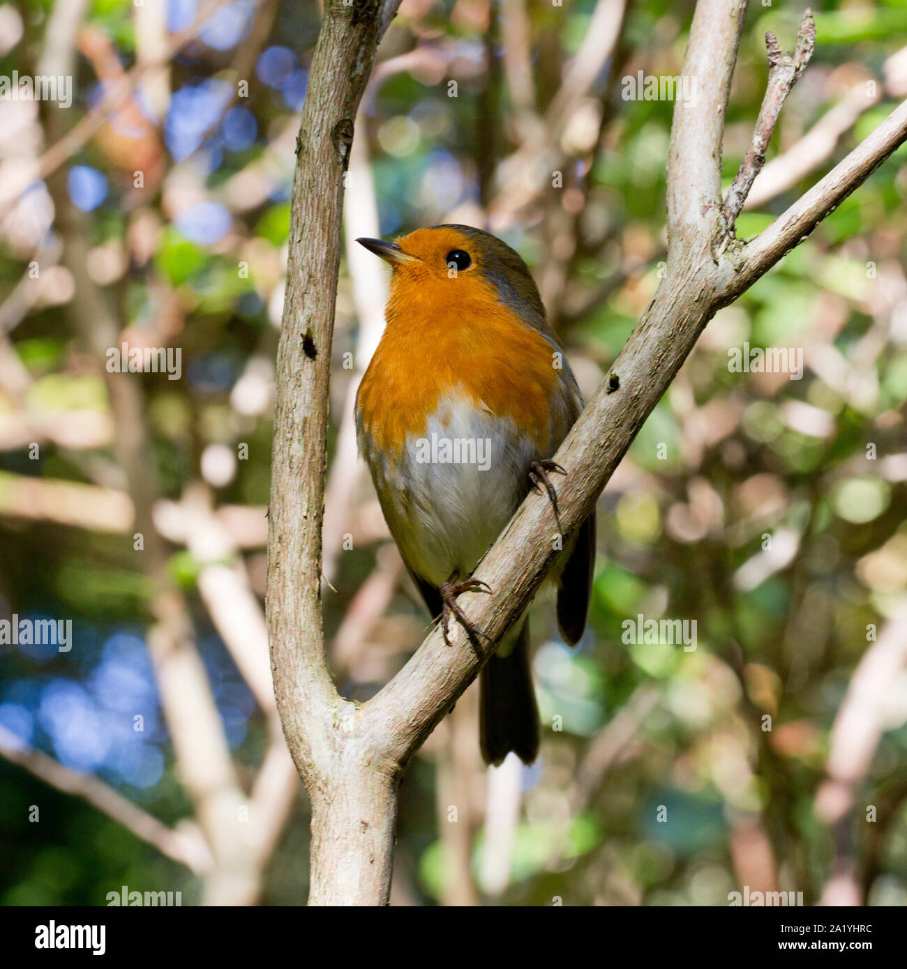 European Robin in the Scottish Highlands Stock Photo - Alamy