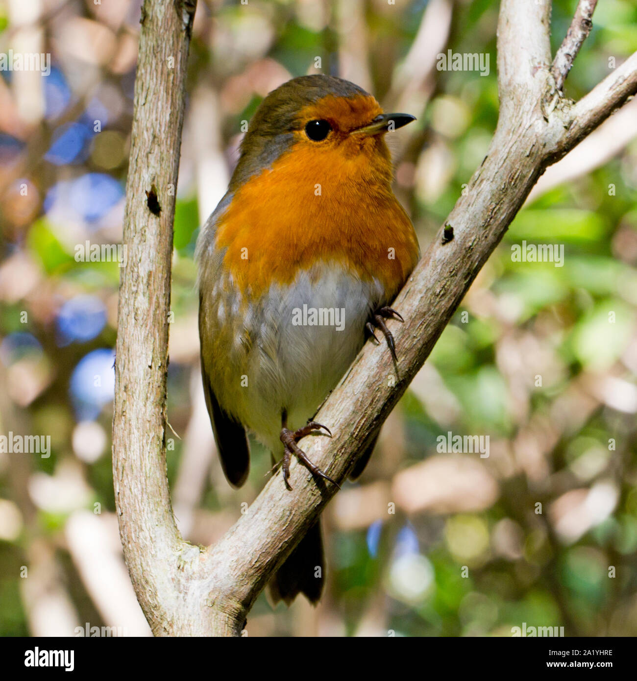 Robin at arduaine gardens hi-res stock photography and images - Alamy