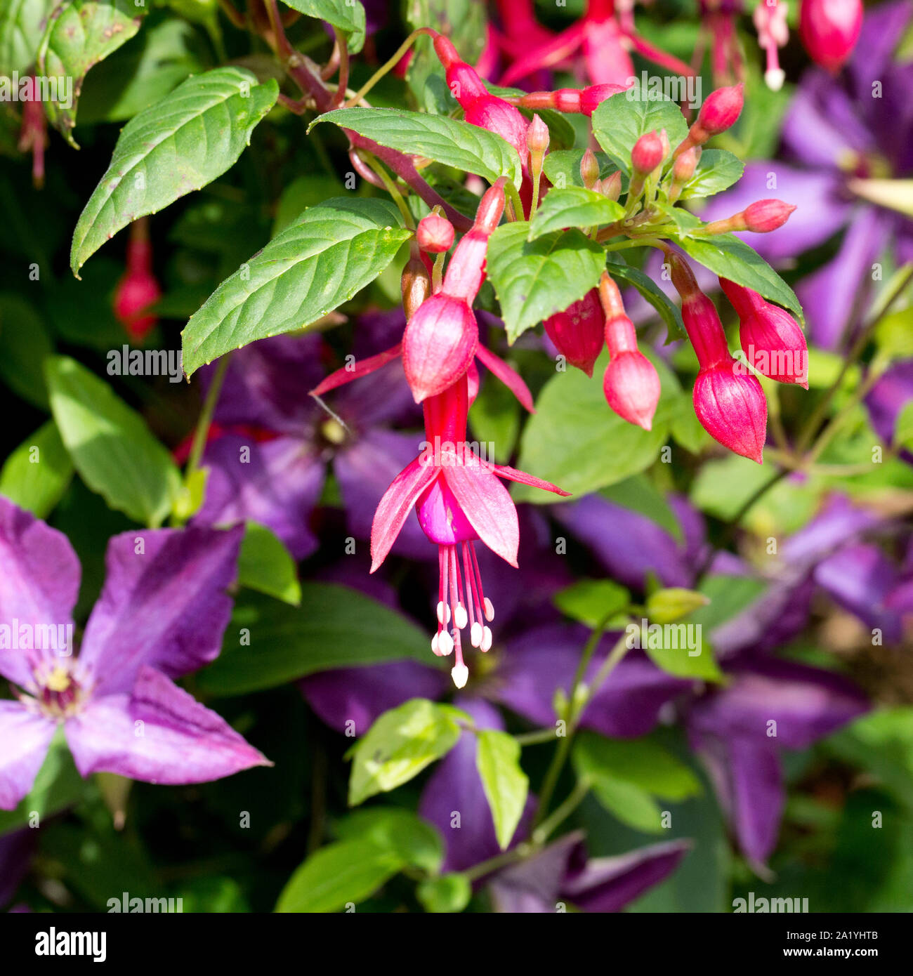 Fuchsia at Arduaine Gardens, Argyll, Scotland Stock Photo - Alamy
