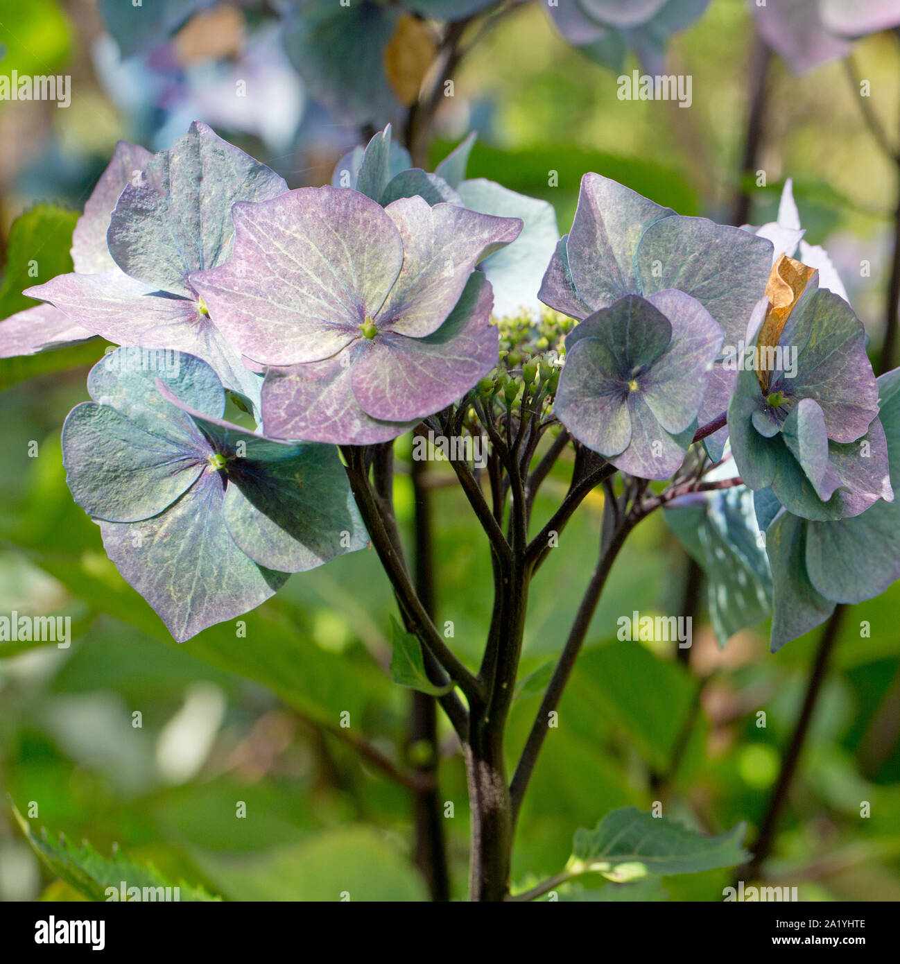 Hydrangea at Arduaine Gardens, Argyll, Scotland Stock Photo - Alamy