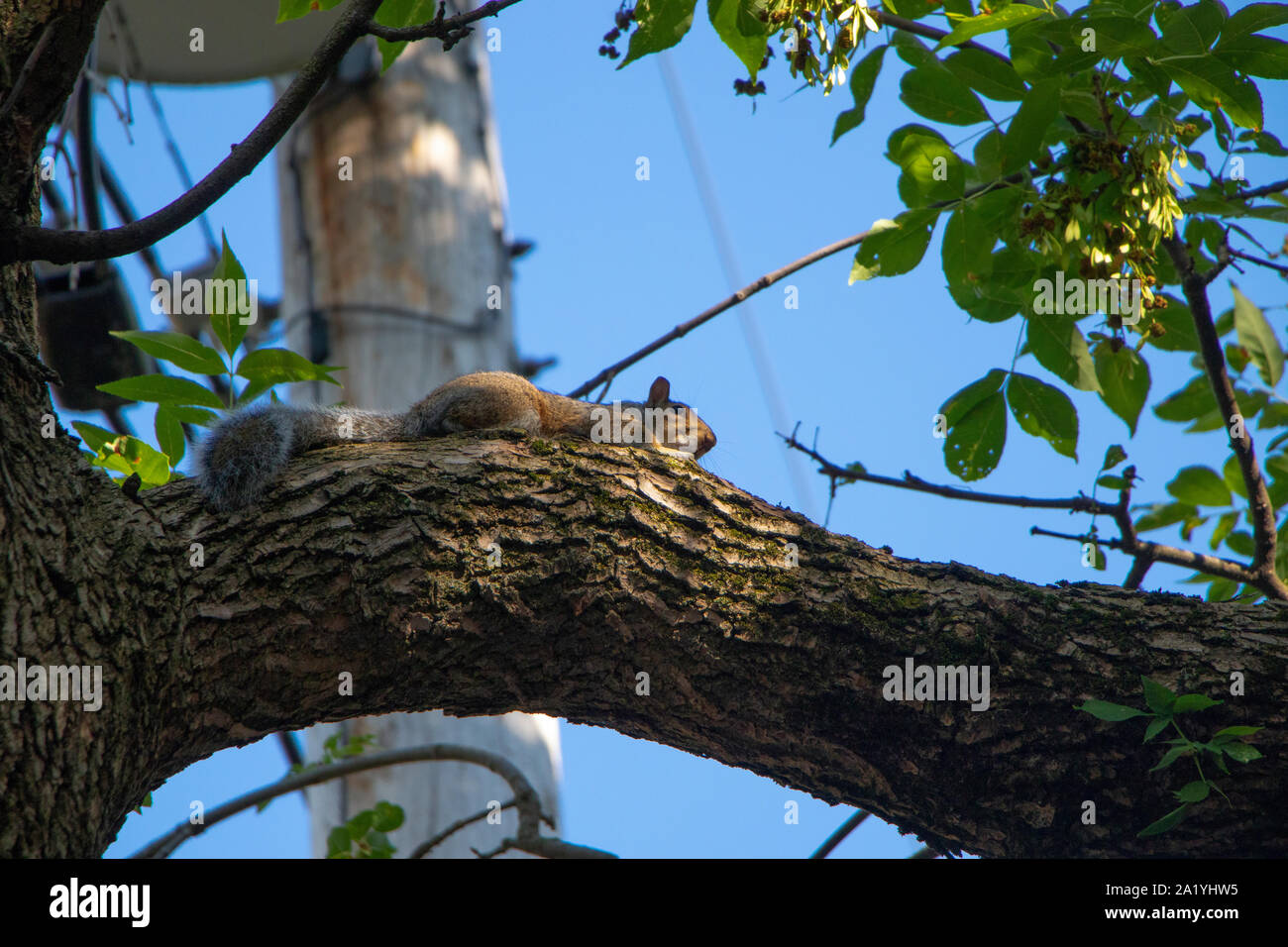A squirrel lying on a tree trunk in a city, Montreal Stock Photo - Alamy