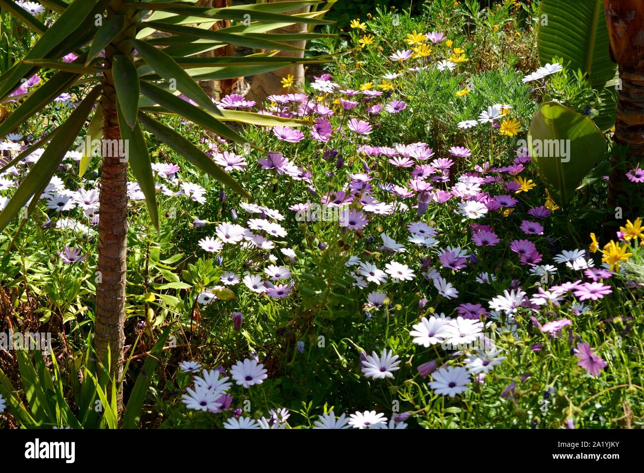 a garden with many flowers Stock Photo - Alamy