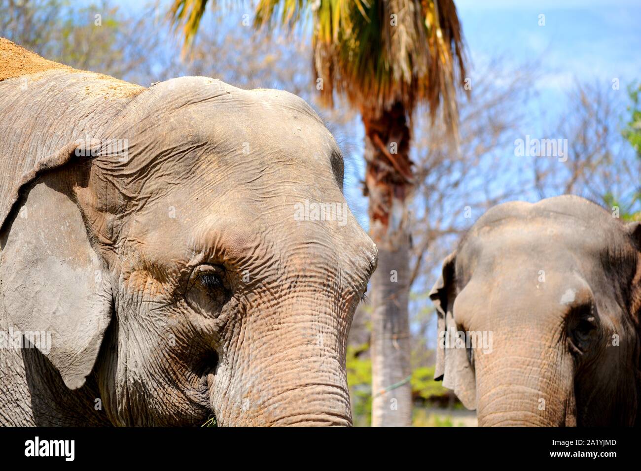 Two african elephants head to head hi-res stock photography and images ...