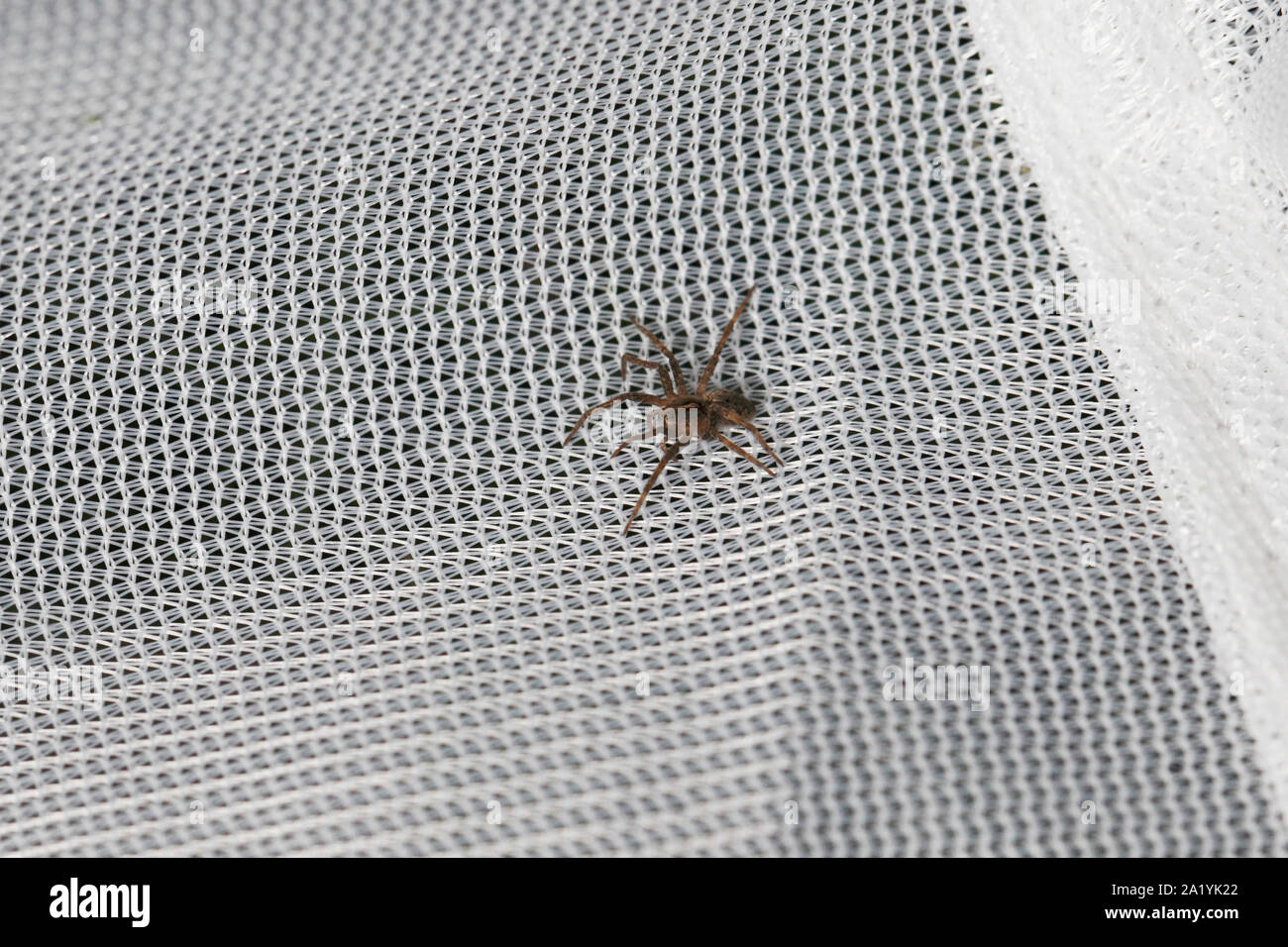 Spider sweep hi-res stock photography and images - Alamy