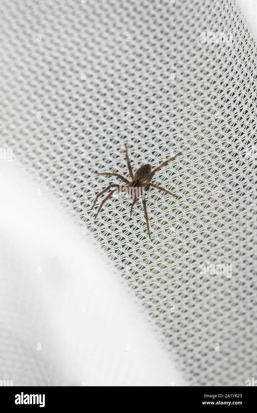 Spider species hi-res stock photography and images - Alamy