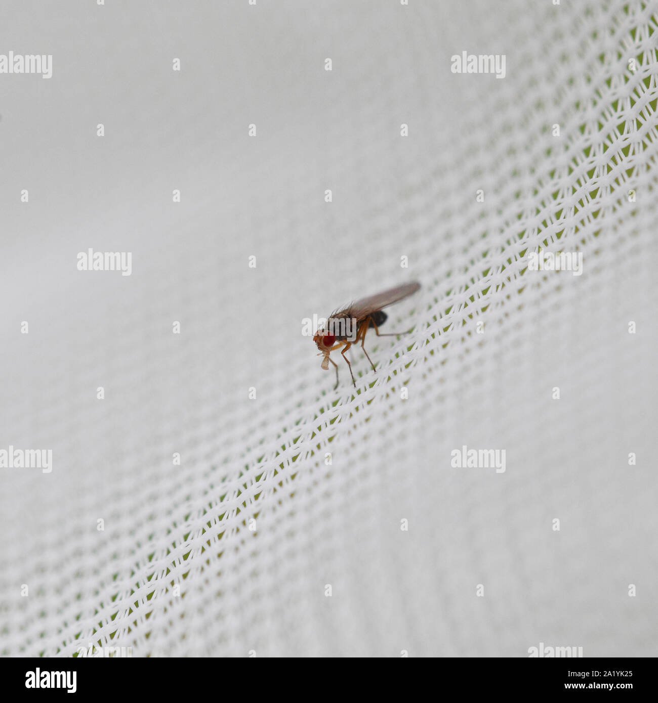 Net winged insects hi-res stock photography and images - Alamy
