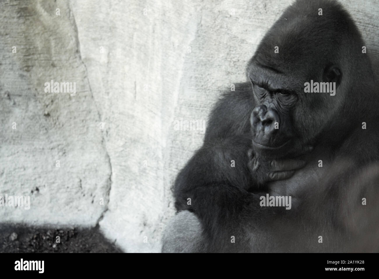 Gorilla position hi-res stock photography and images - Alamy