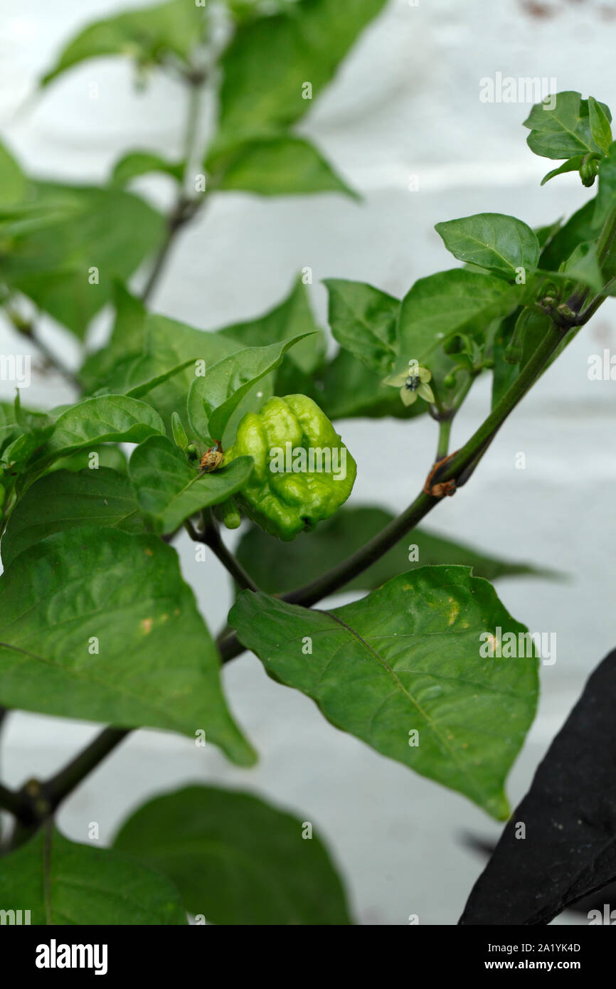 Chilli '7 Pot Yellow' 1,000,000 Scoville heat units Stock Photo - Alamy