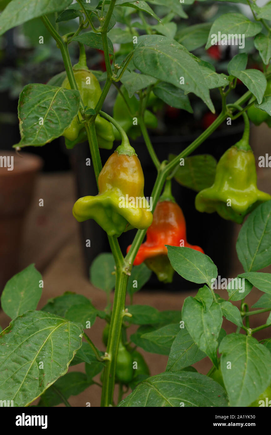 Chilli varieties hi-res stock photography and images - Alamy