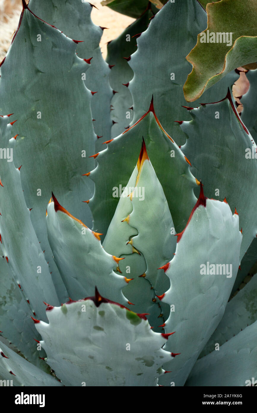 Sharp Spike on a cactus Stock Photo - Alamy