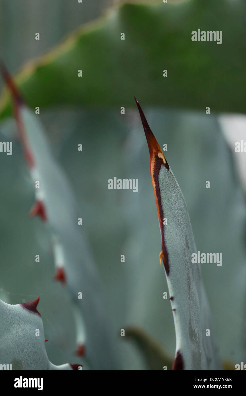 Sharp Spike on a cactus Stock Photo - Alamy
