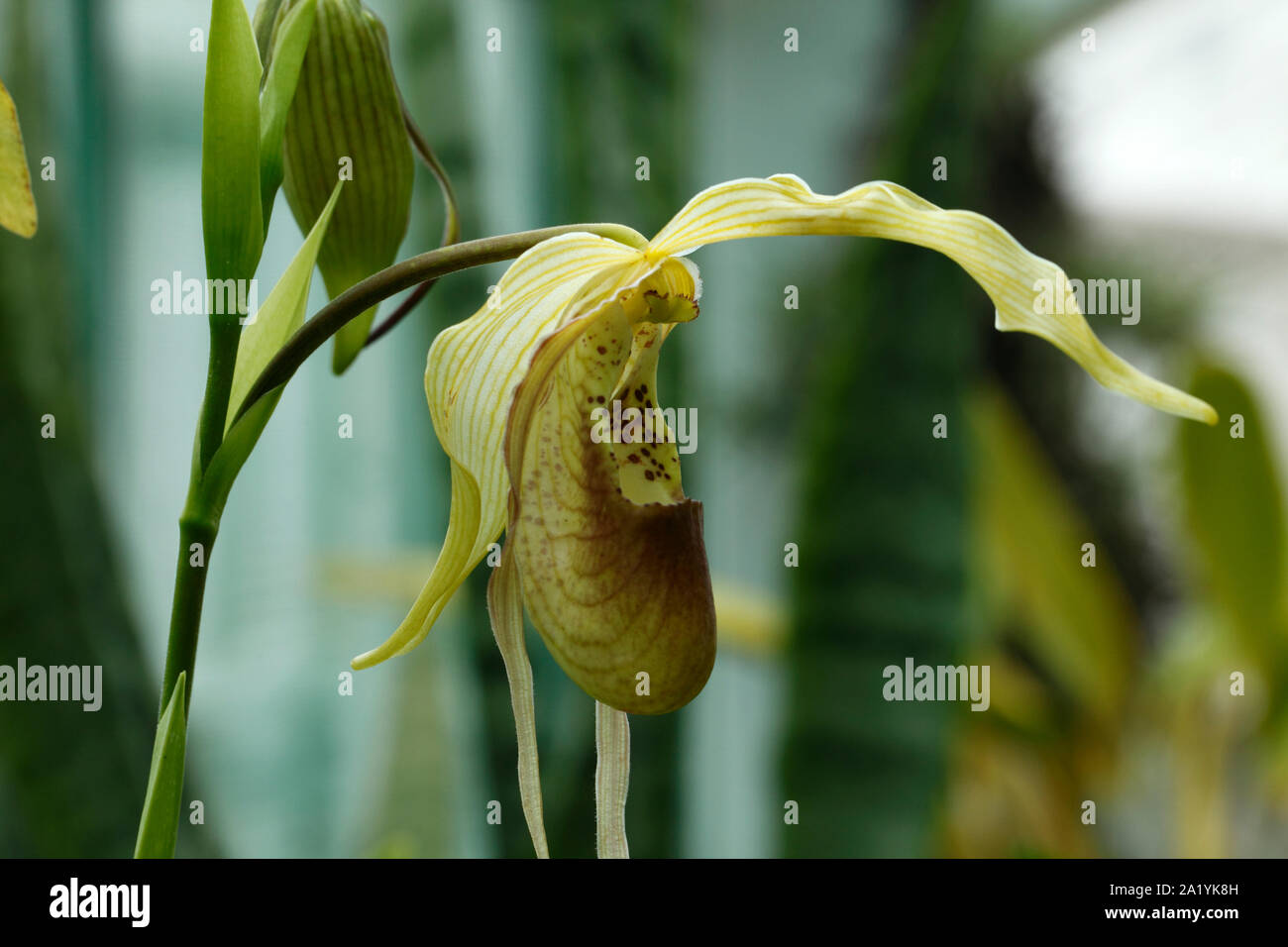 Phragmipedium X Giganteum flower Phragmipedium caudatum x Phragmipedium ...