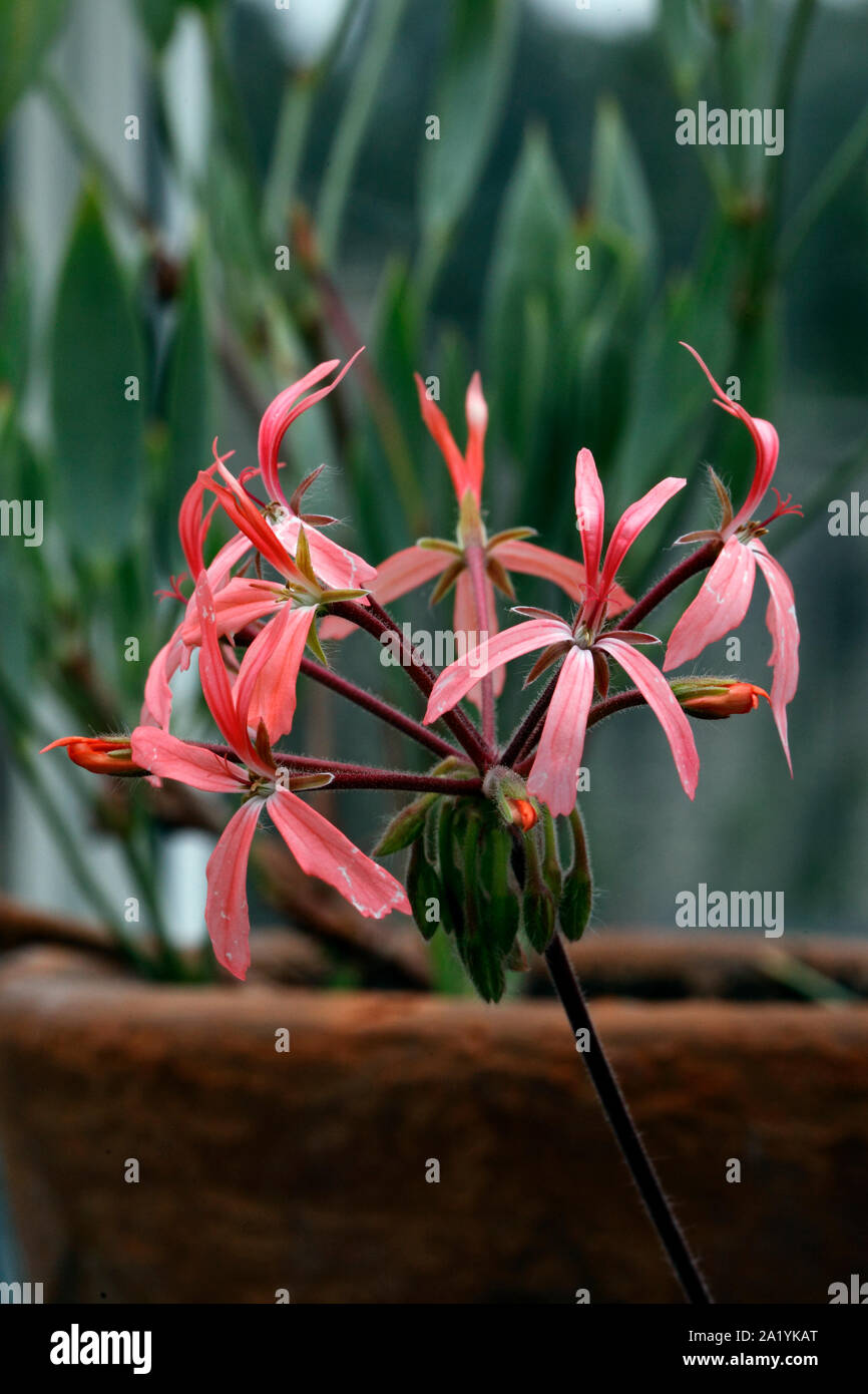 Bird dancer hi-res stock photography and images - Alamy