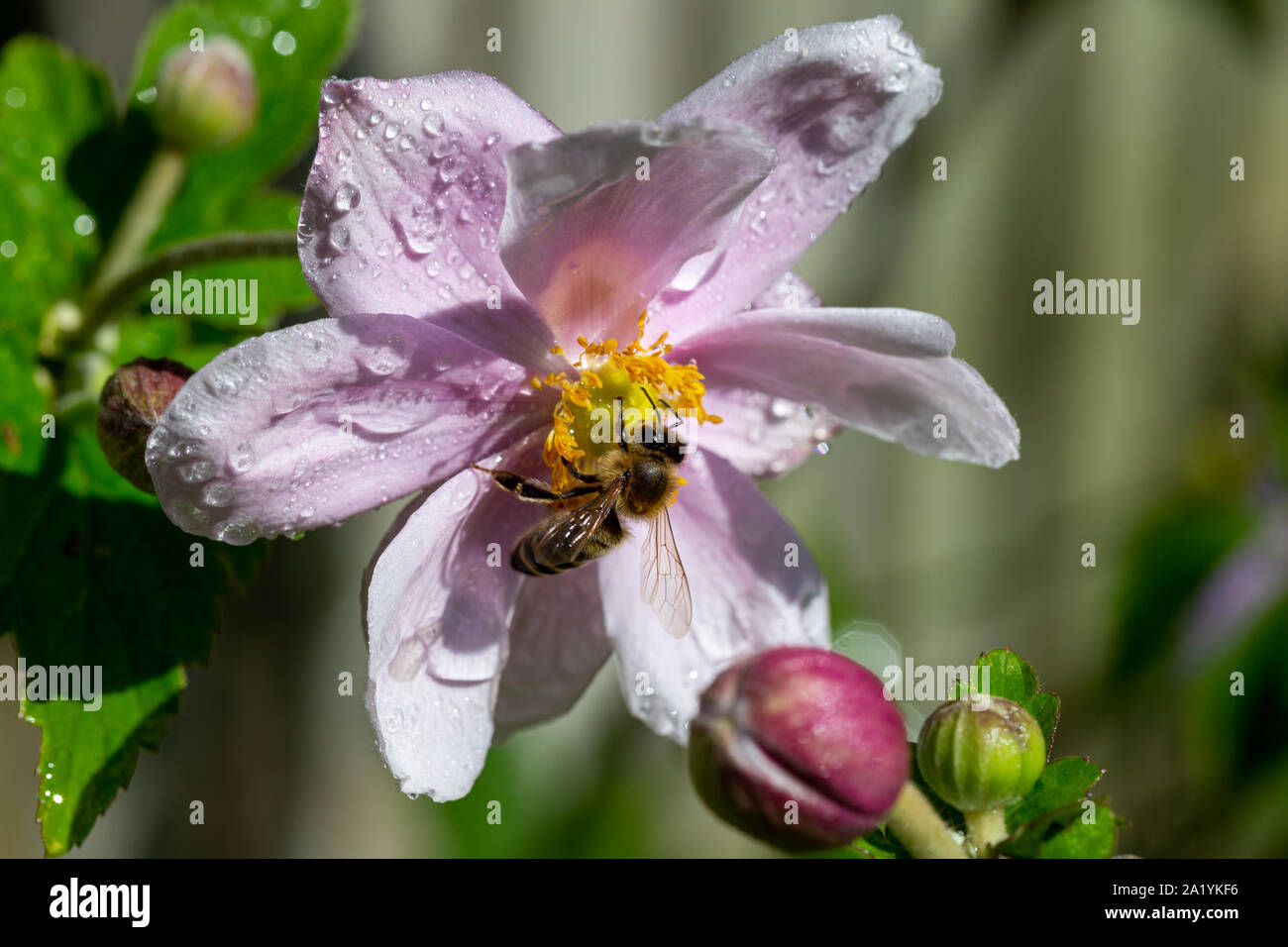 Honey bee, Apis Mellifera, gathering nectar from a wet pink japanese ...