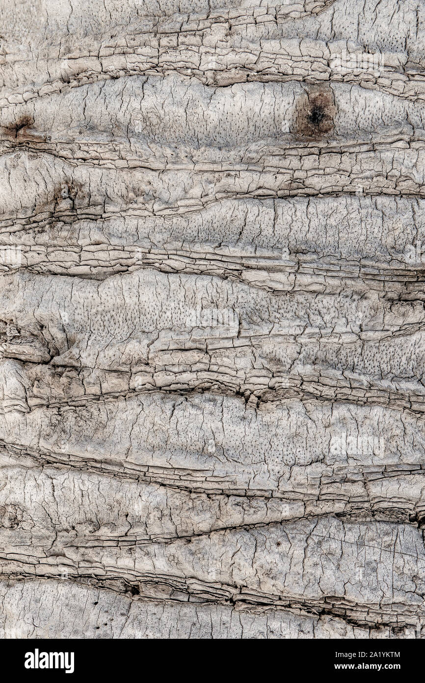Palm tree bark texture. Background texture of tree bark. Skin the bark ...