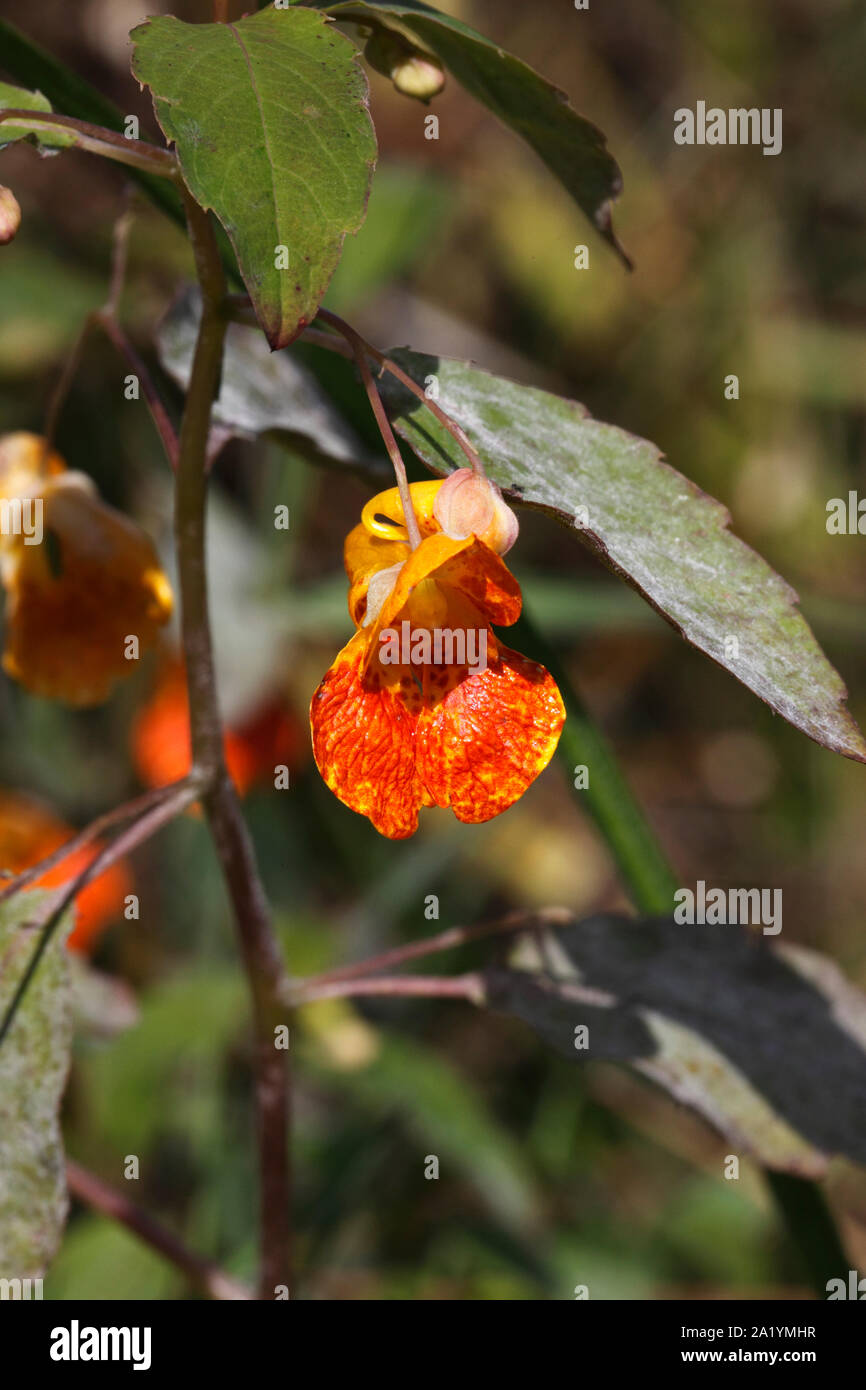 orange balsam - Impatiens capensis Stock Photo - Alamy
