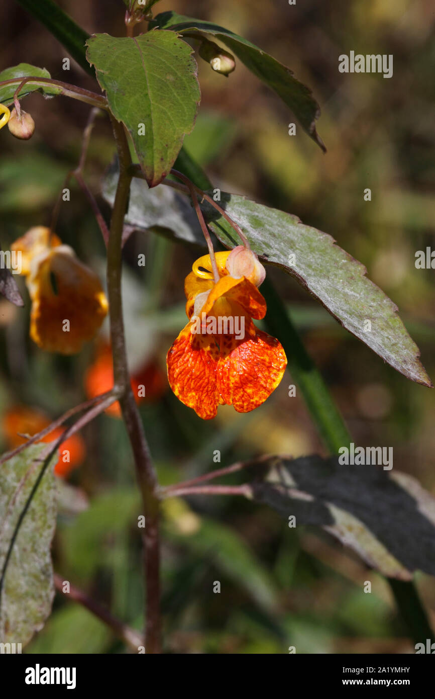 orange balsam - Impatiens capensis Stock Photo - Alamy