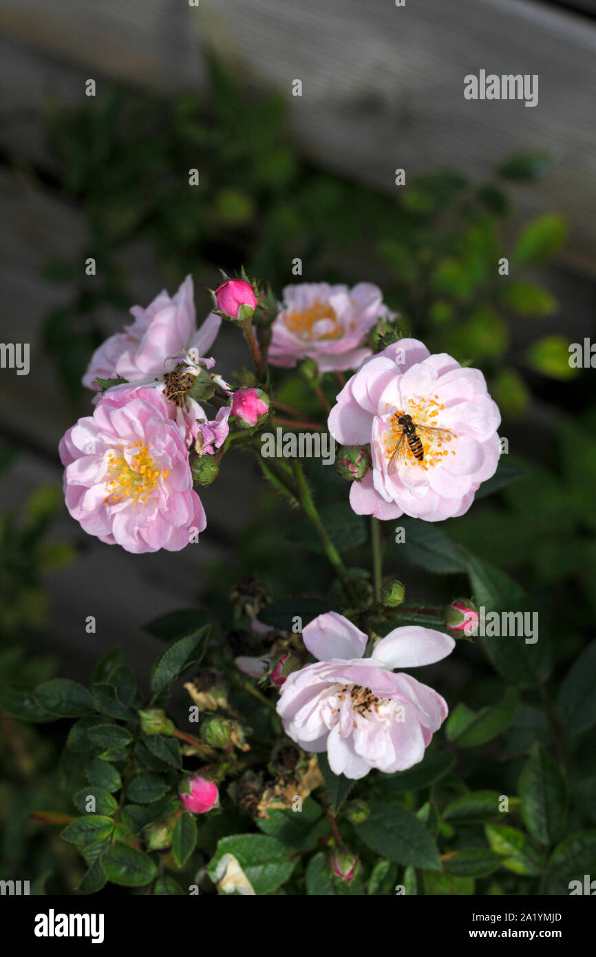 Rose, rambling rose, Little Rambler. 'Chewramb' Stock Photo - Alamy