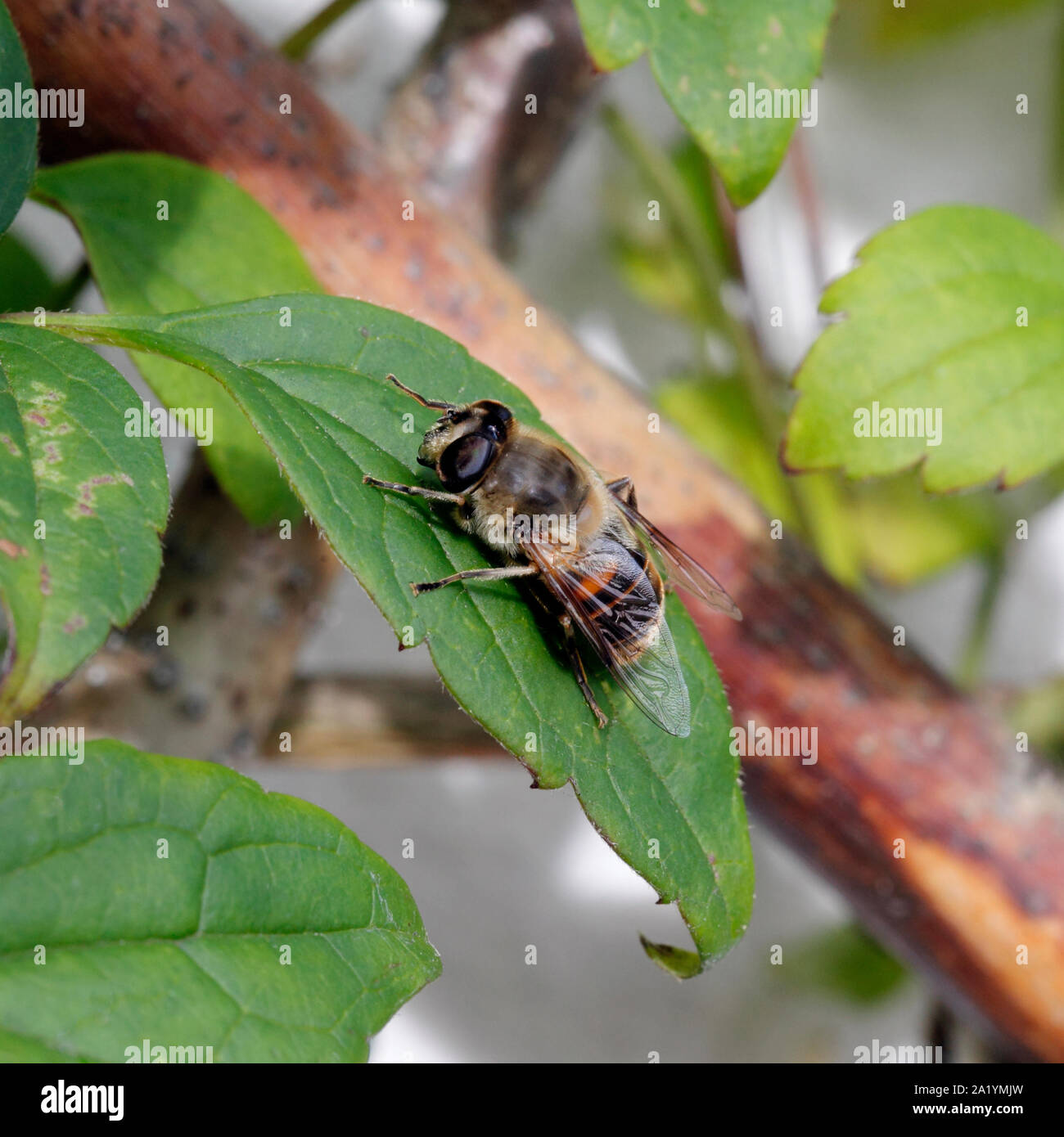 Diptera syrphidae hi-res stock photography and images - Alamy
