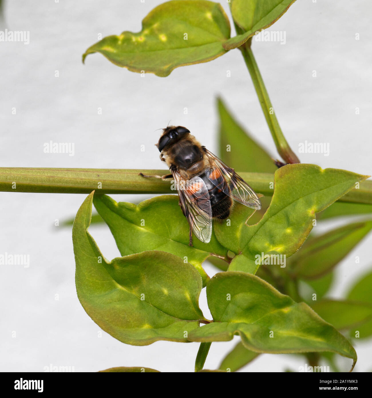 British diptera hi-res stock photography and images - Alamy