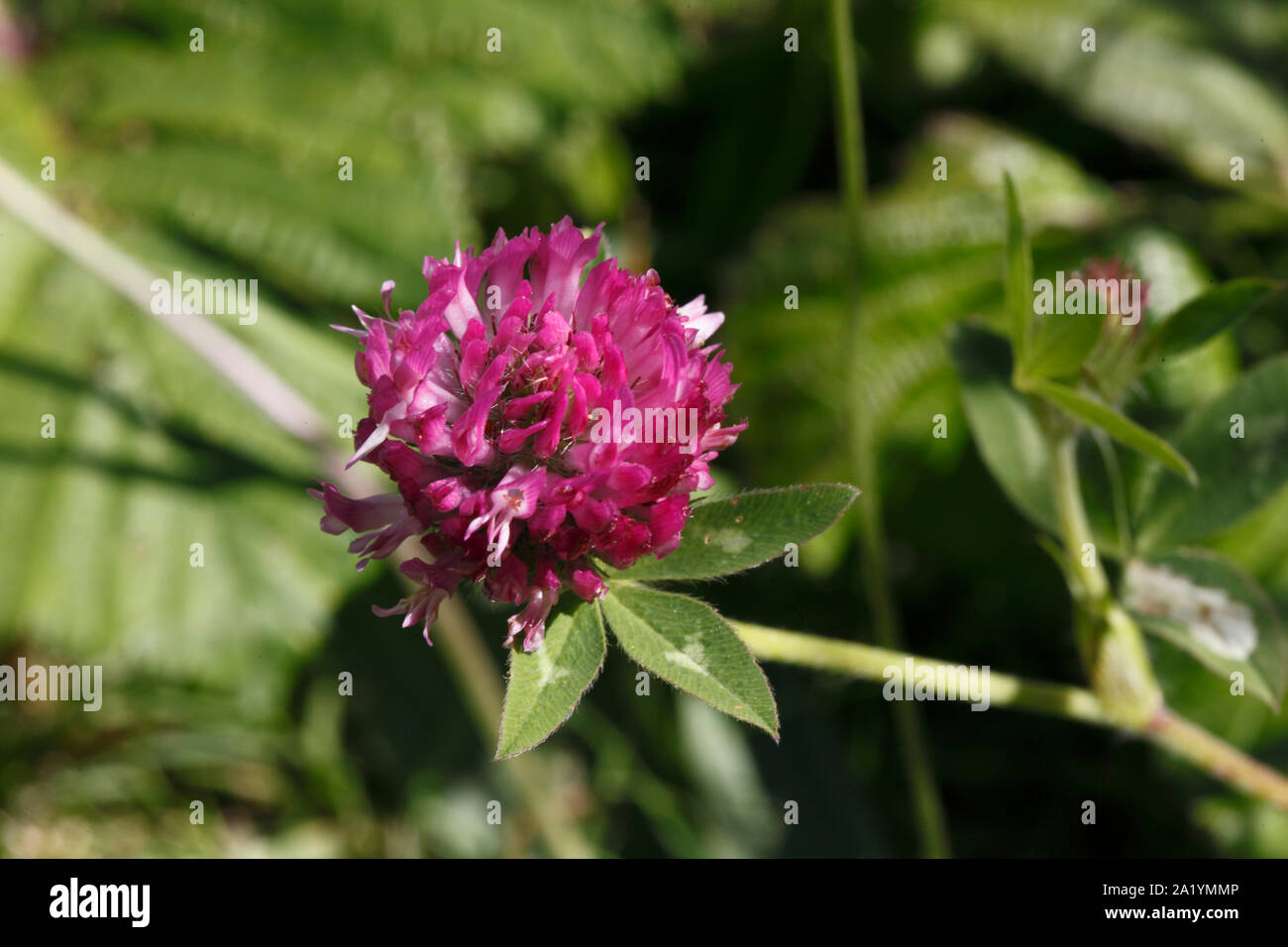 Red clover flower hi-res stock photography and images - Alamy