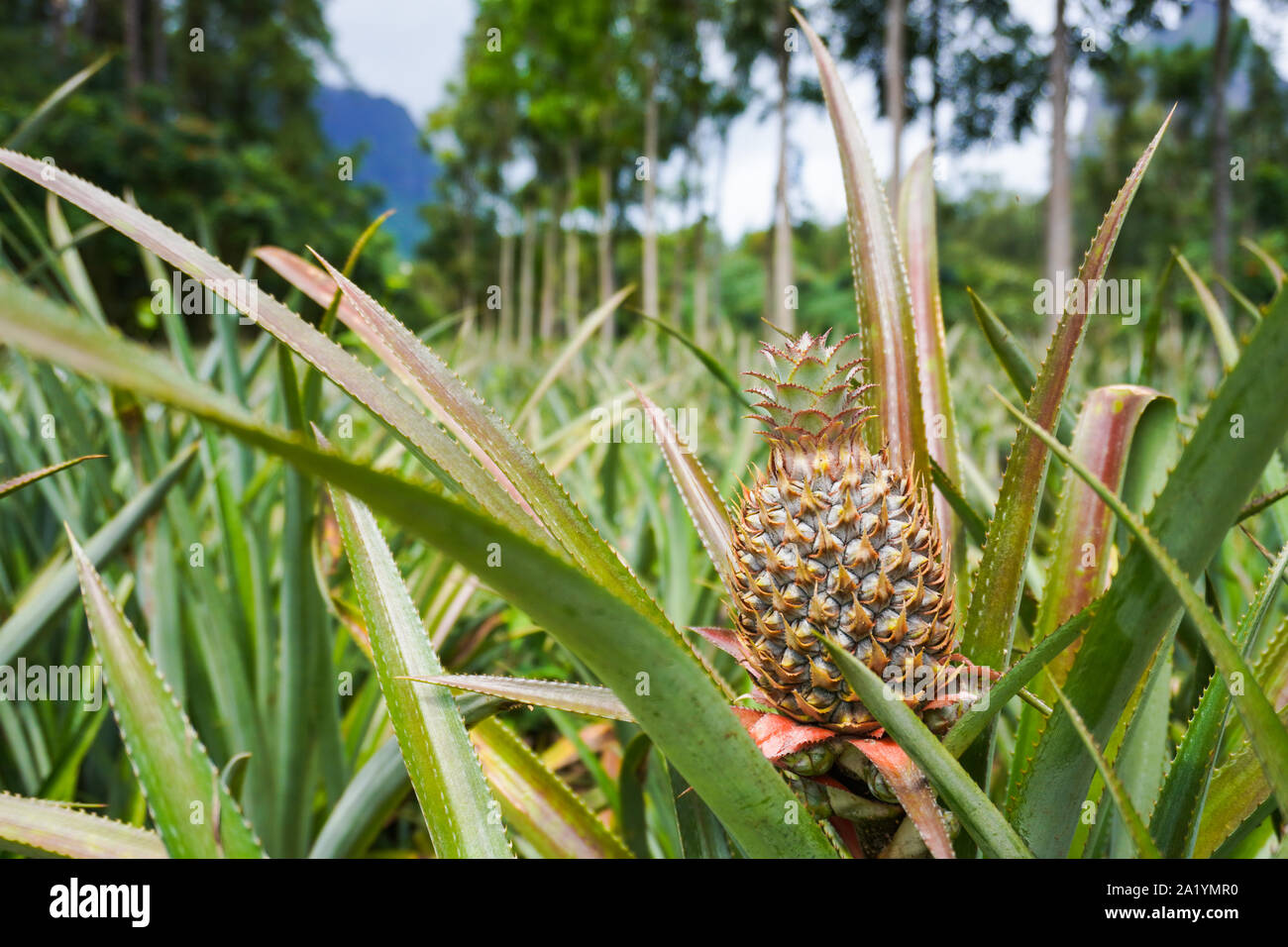 Farming pineapple hi-res stock photography and images - Alamy