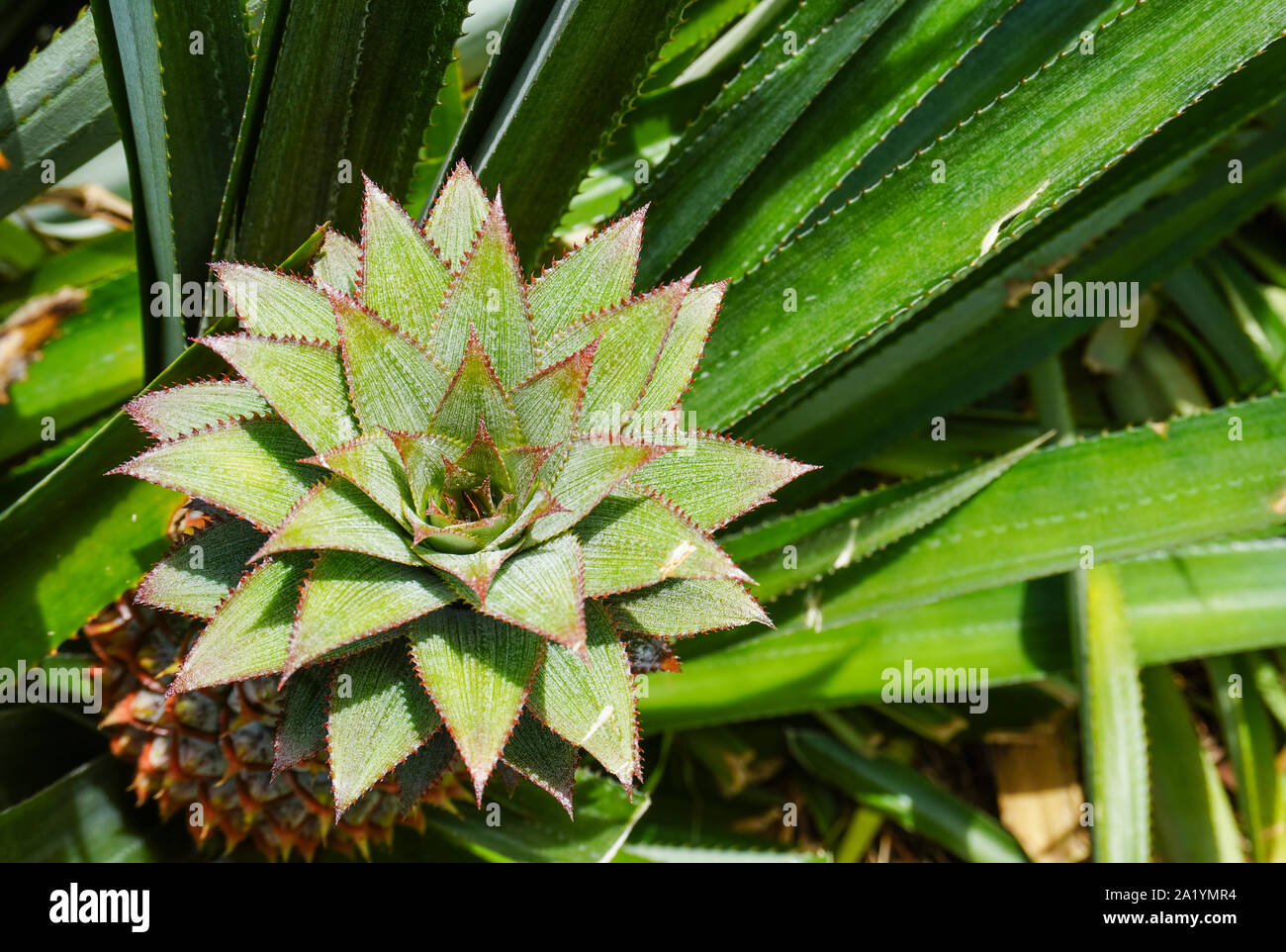 Pineapple crown hi-res stock photography and images - Alamy