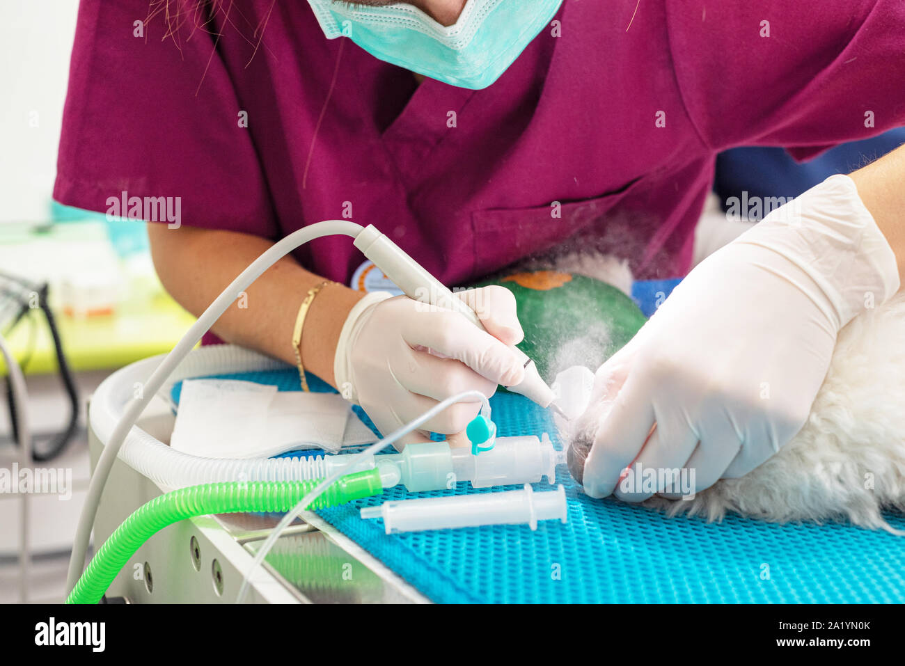 Woman veterinarian dentist doing procedure of professional teeth ...