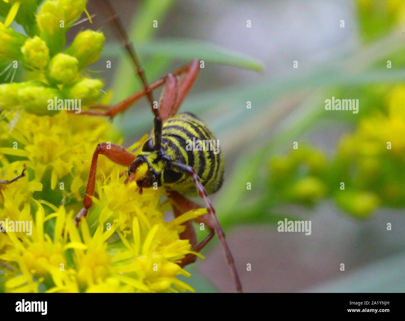 Locust Borer on Goldenrod Stock Photo - Alamy
