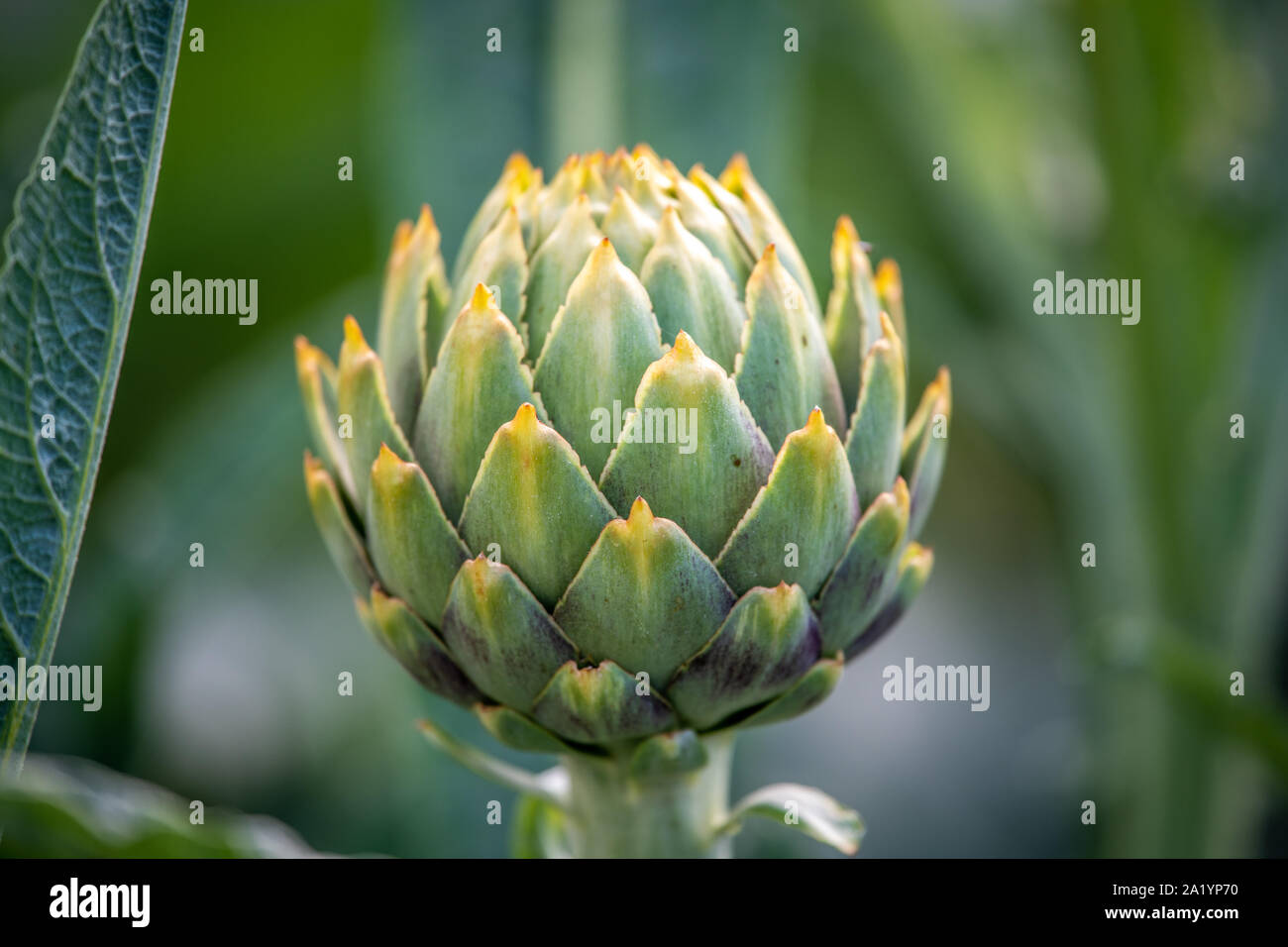 Ornamental artichoke, Kipin Hall, Scorton, UK Stock Photo - Alamy