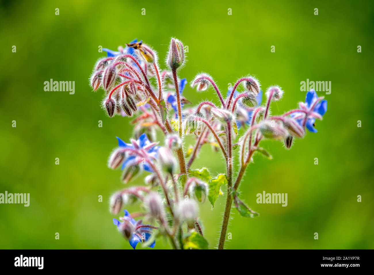 Fuzzy bloom hi-res stock photography and images - Alamy