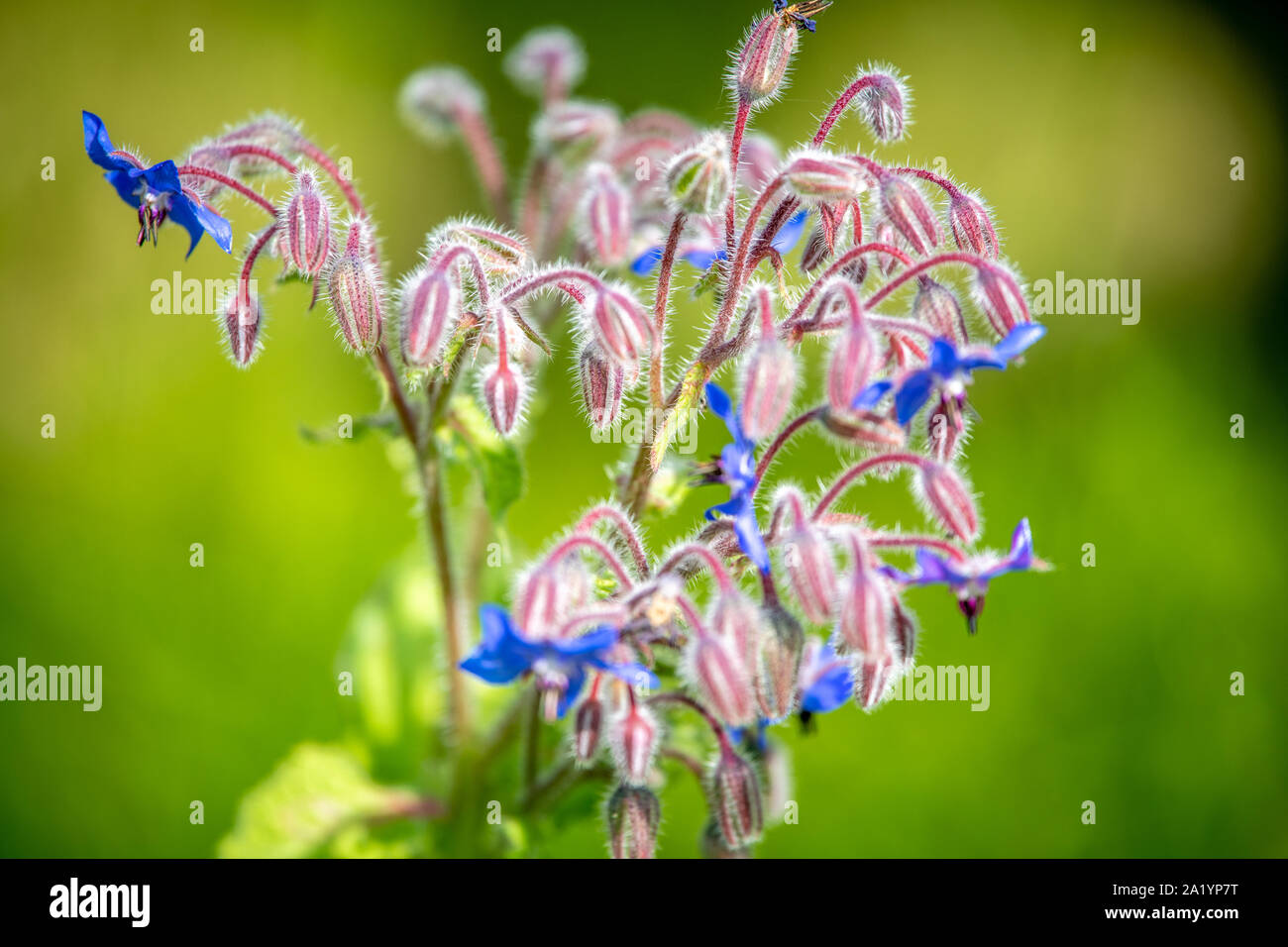 Fuzzy bloom hi-res stock photography and images - Alamy