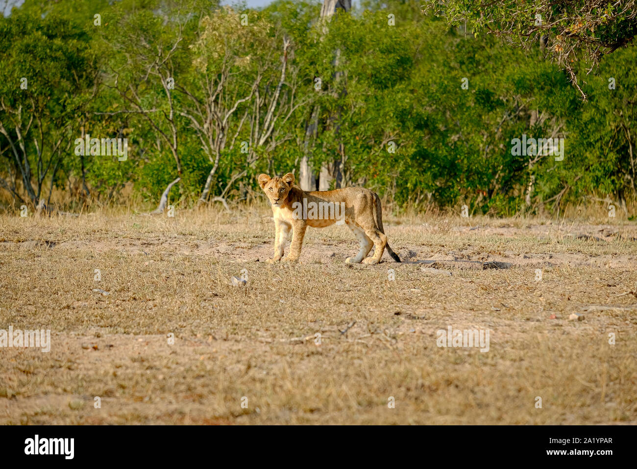 African lion cub standing alone in the wild Stock Photo - Alamy