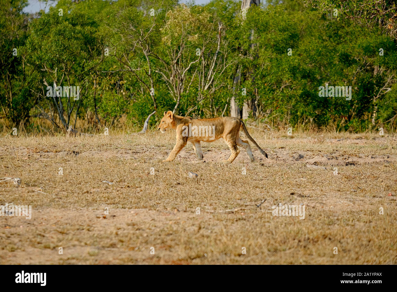 African lion cub walking alone in the wild Stock Photo - Alamy