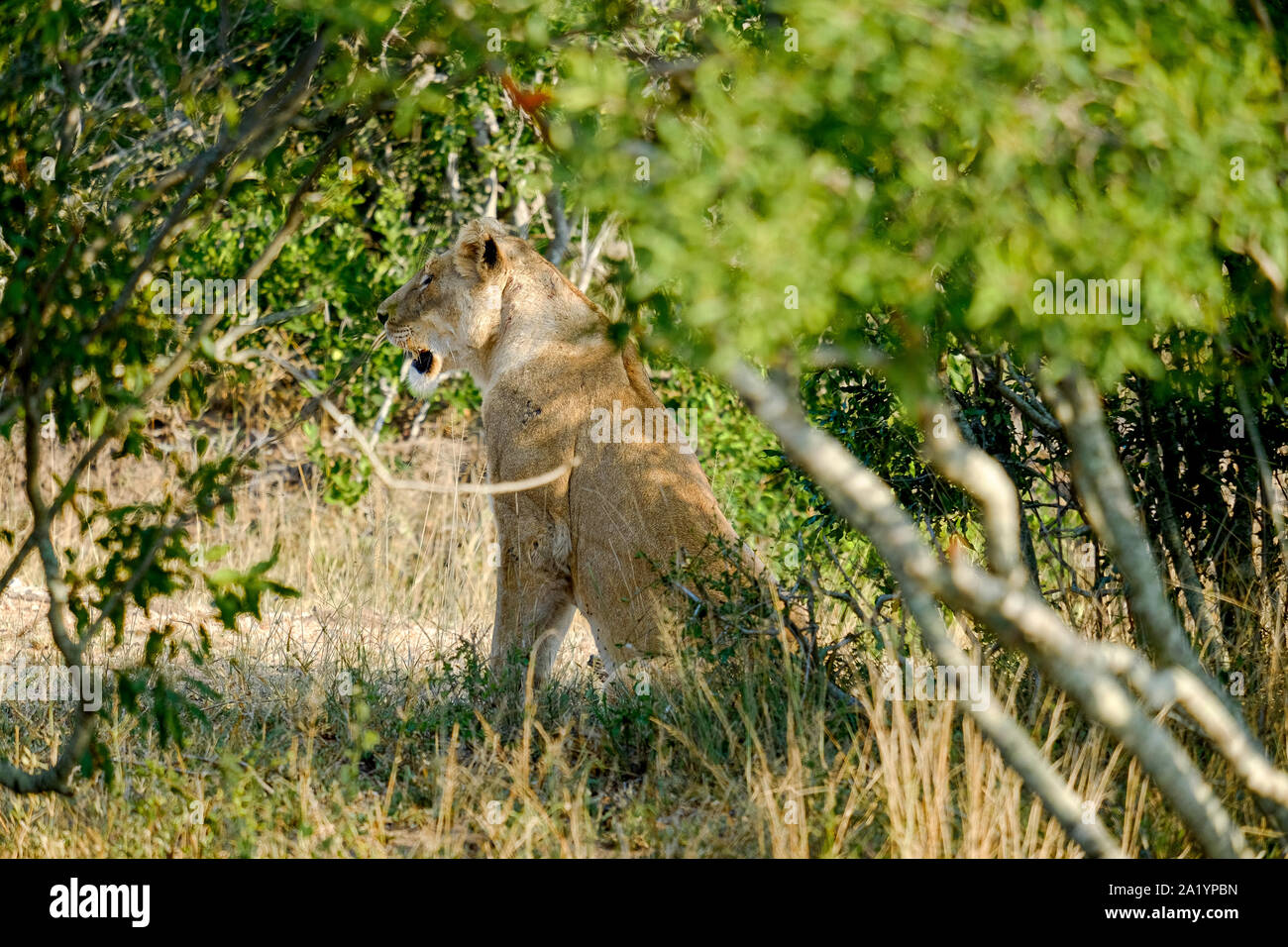 Lonely animals hi-res stock photography and images - Alamy
