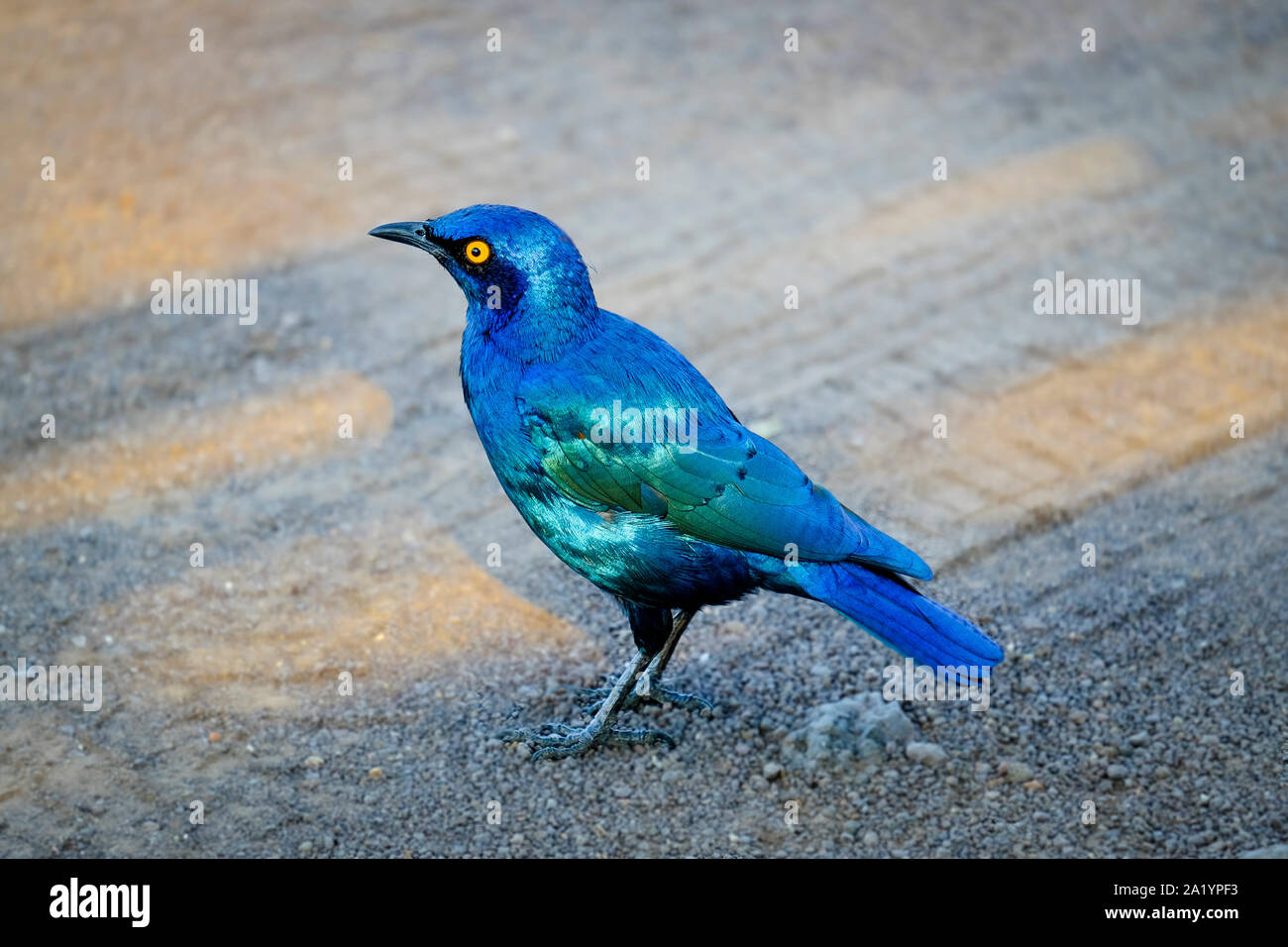 Greater-blue-eared Starling standing on dirt Stock Photo - Alamy