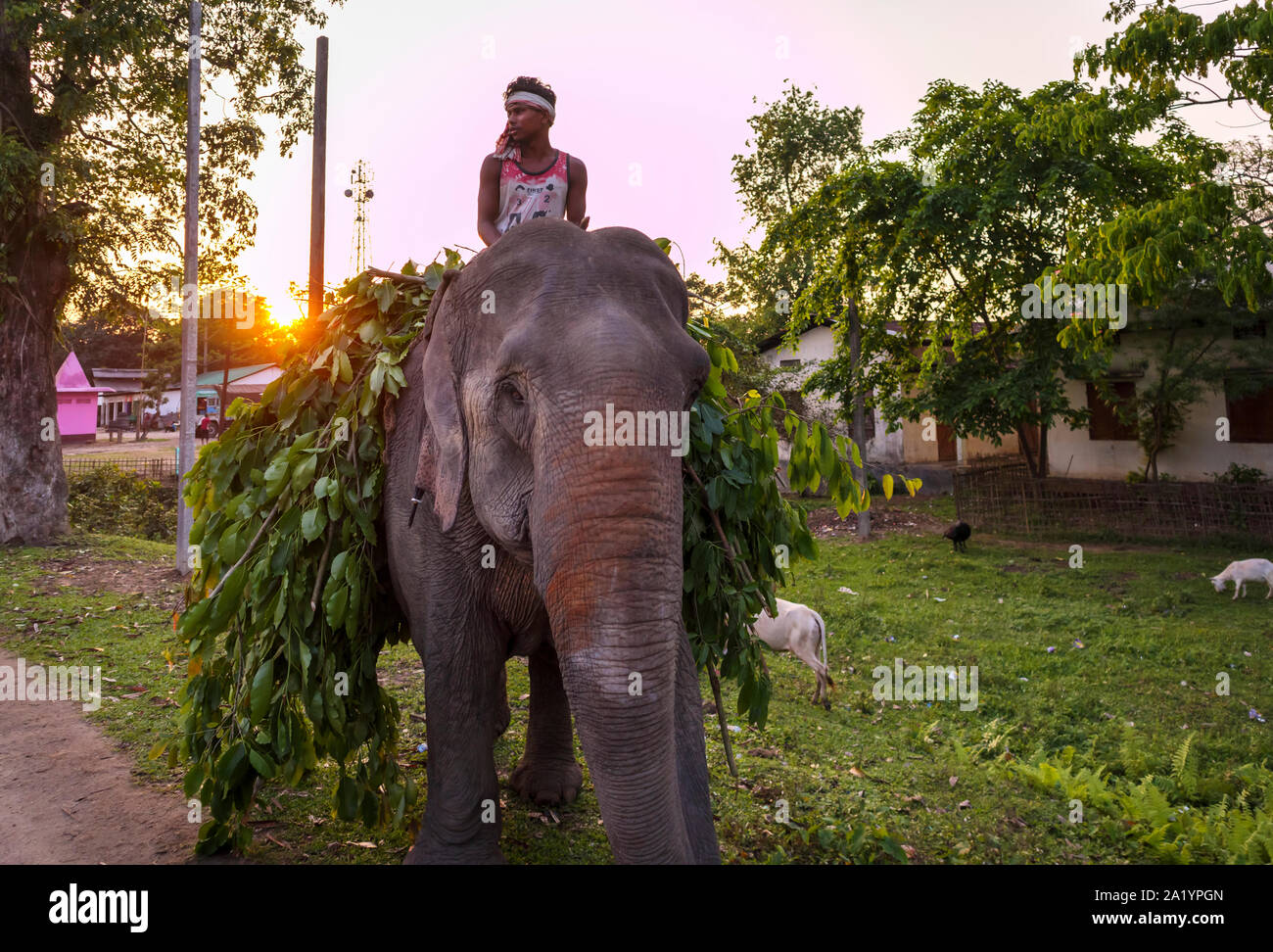 Elephant carrying hi-res stock photography and images - Alamy