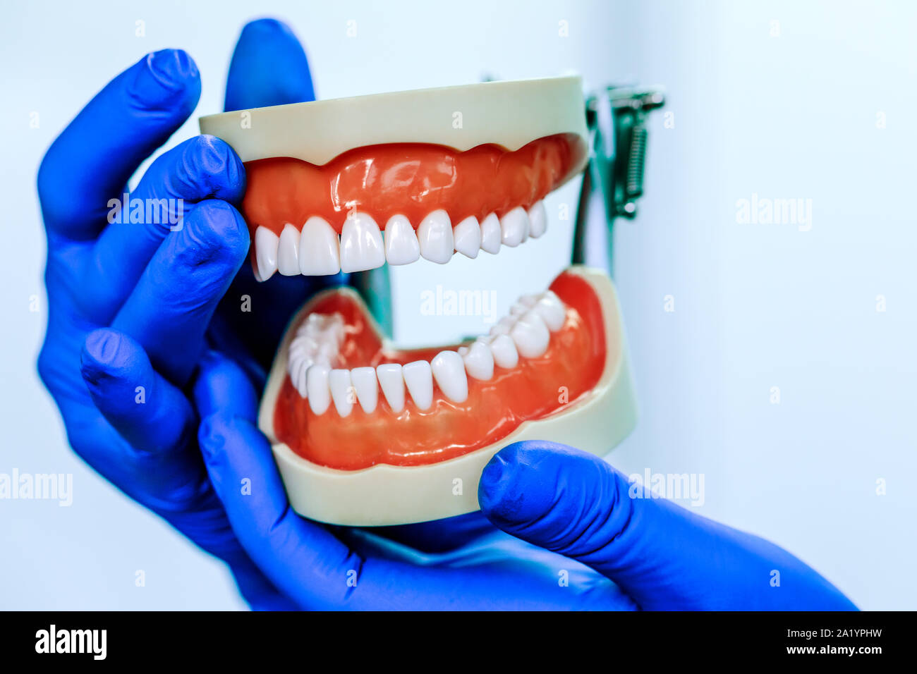 Dental teeth model holding by real doctor in dentistry clinic. Oral ...