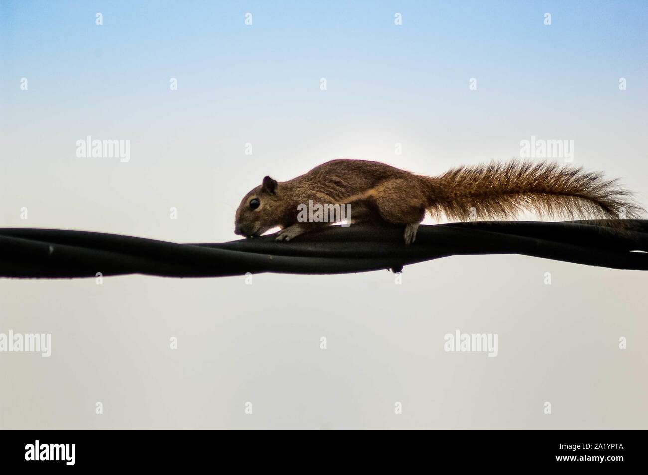 Squirrel on action Stock Photo - Alamy