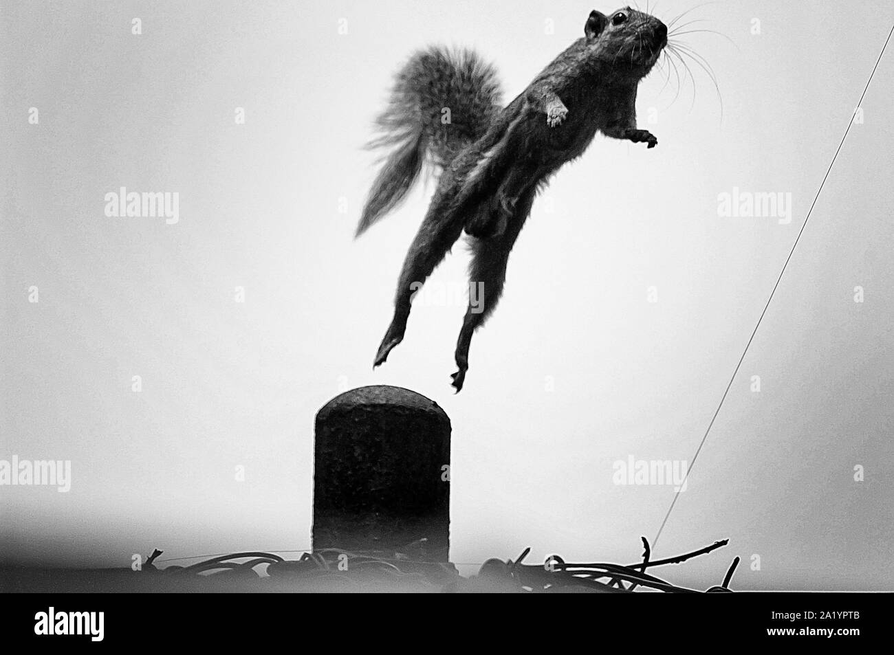 Squirrel on action Stock Photo - Alamy