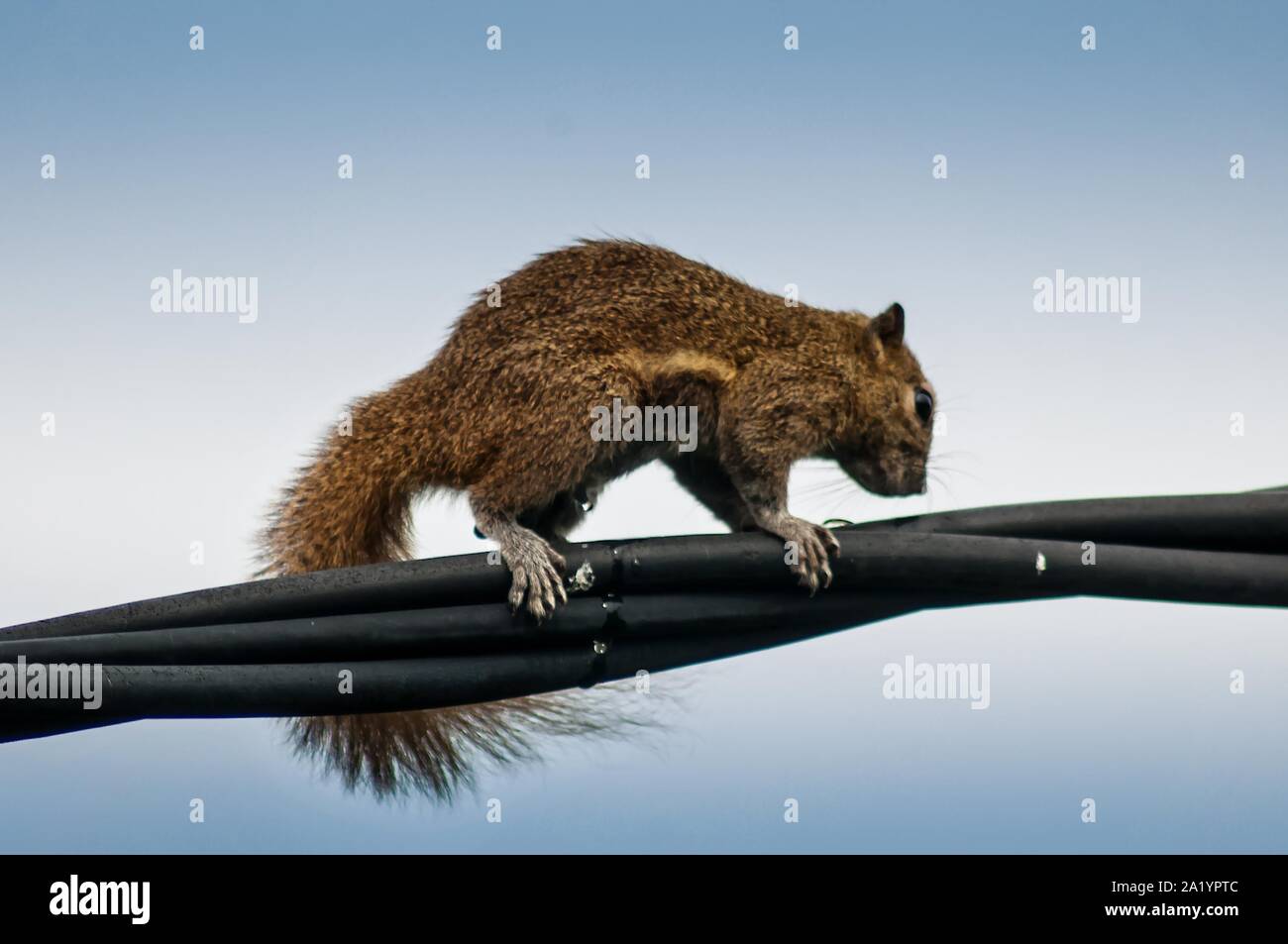 Action animal photos hi-res stock photography and images - Alamy