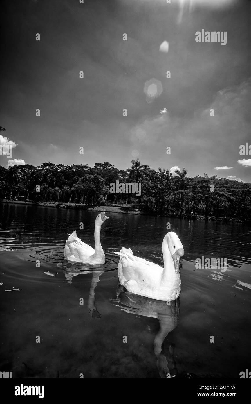Pond white background Black and White Stock Photos & Images - Alamy